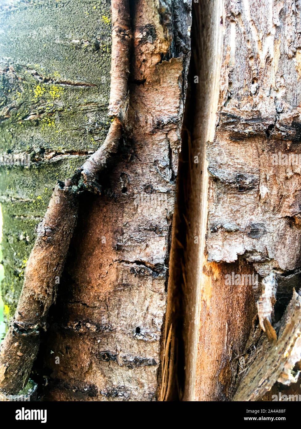 Arbre malade hi-res stock photography and images - Alamy