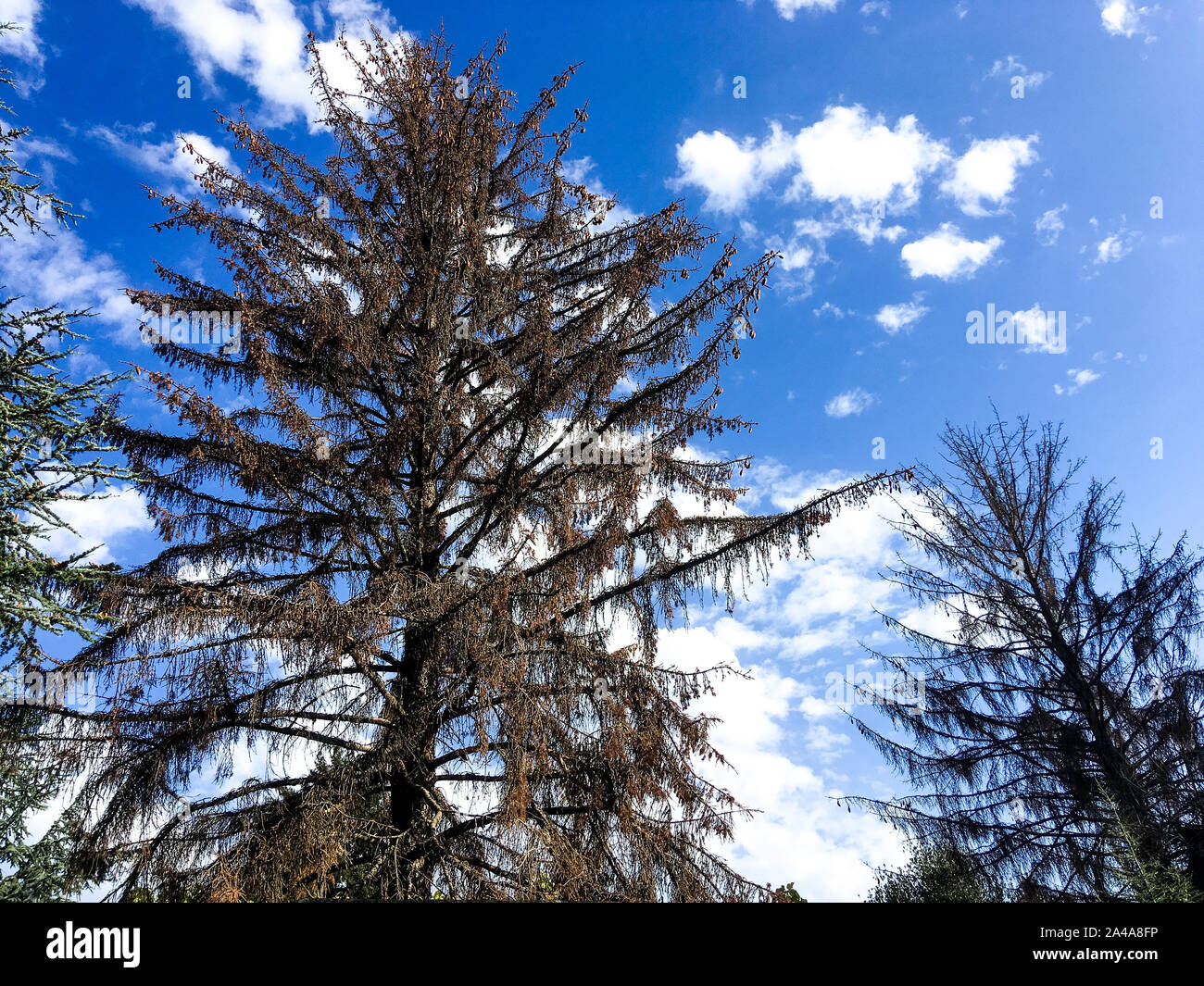 Phytophthora, a staggering disease of the softwoods, Lyon, France Stock ...