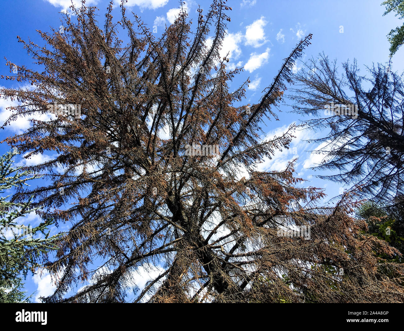 Phytophthora, a staggering disease of the softwoods, Lyon, France Stock ...
