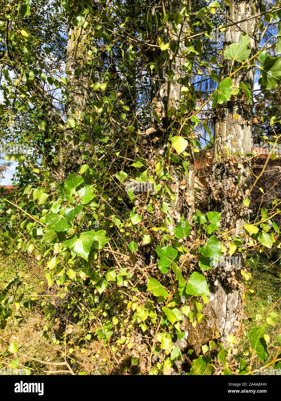 Poplar trees, Lyon, France Stock Photo - Alamy