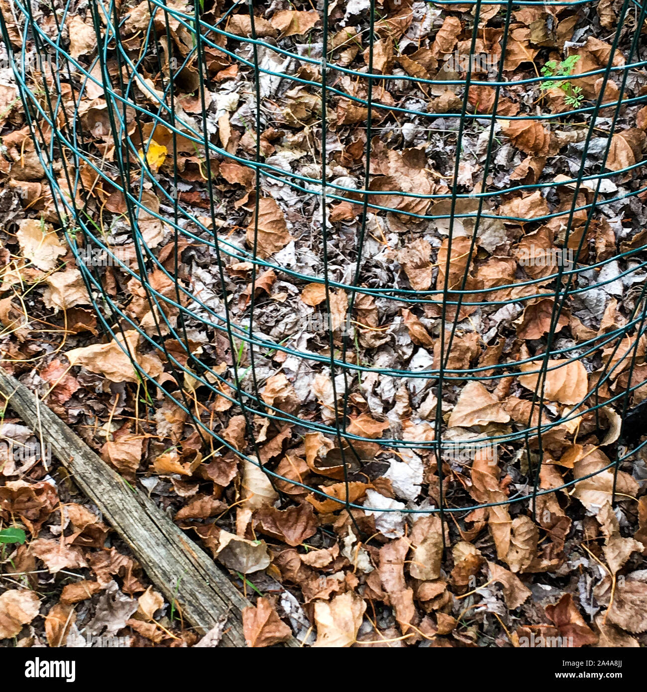 Plants protection grilles, Lyon, France Stock Photo - Alamy
