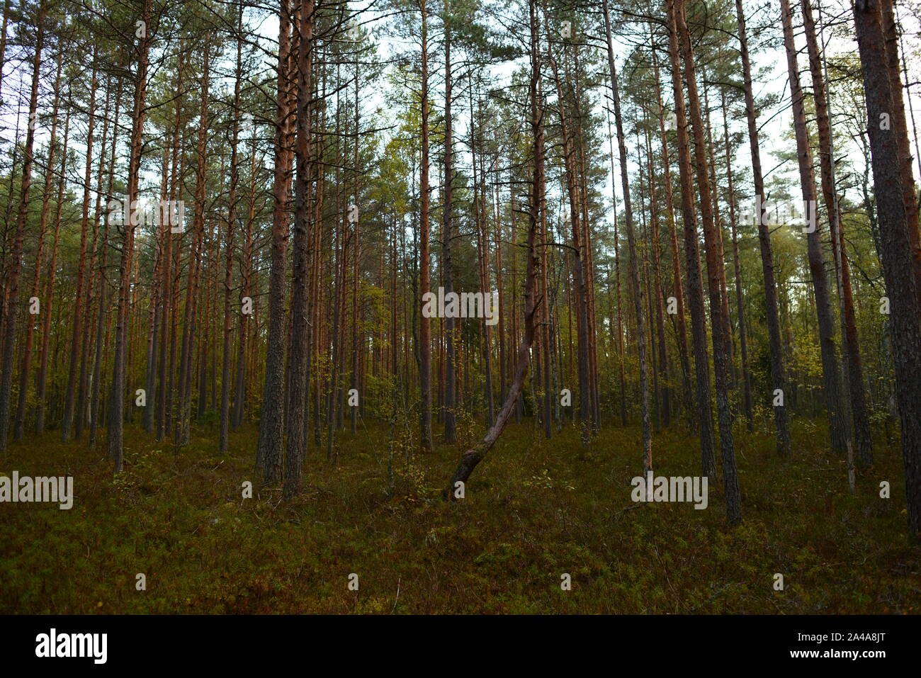 Rain in pine forest from hi-res stock photography and images - Alamy