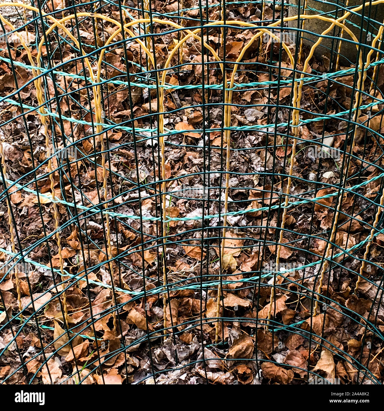 Plants protection grilles, Lyon, France Stock Photo - Alamy