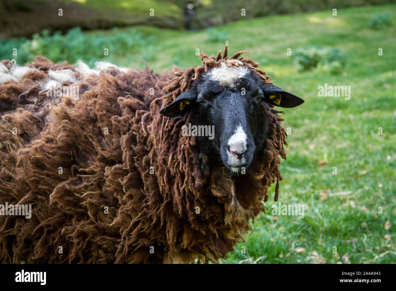 Waldschaf (forest sheep), an old endangered sheep breed from the area ...