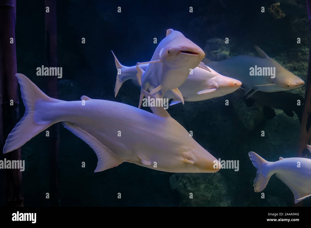 Silver fish hi-res stock photography and images - Alamy