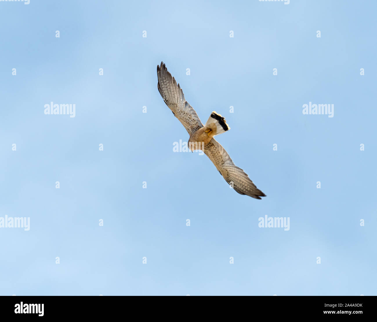 Pale underwings hi-res stock photography and images - Alamy