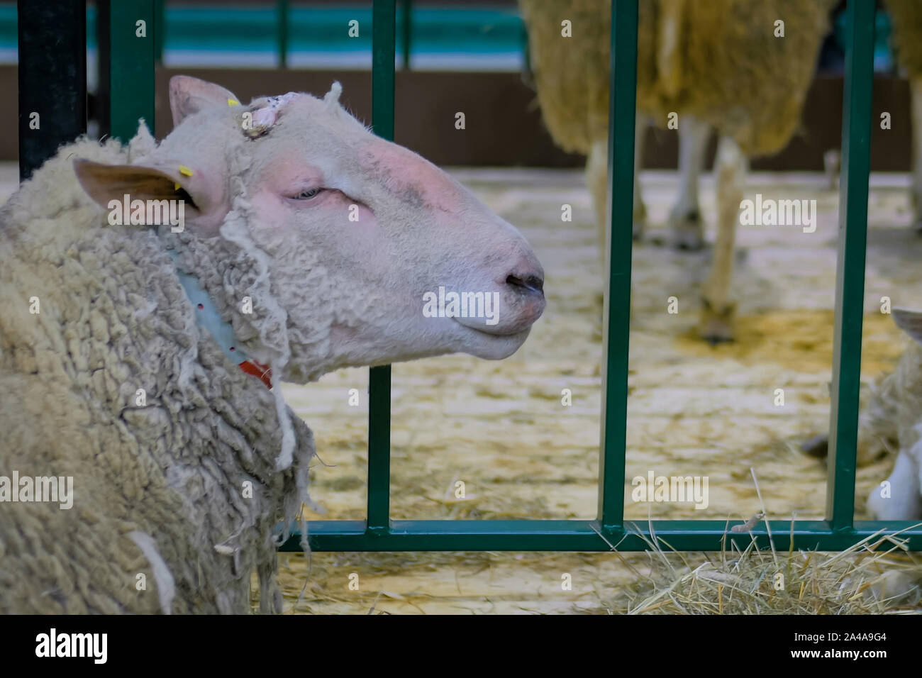 Sheep resting at animal exhibition, trade show - close up Stock Photo ...