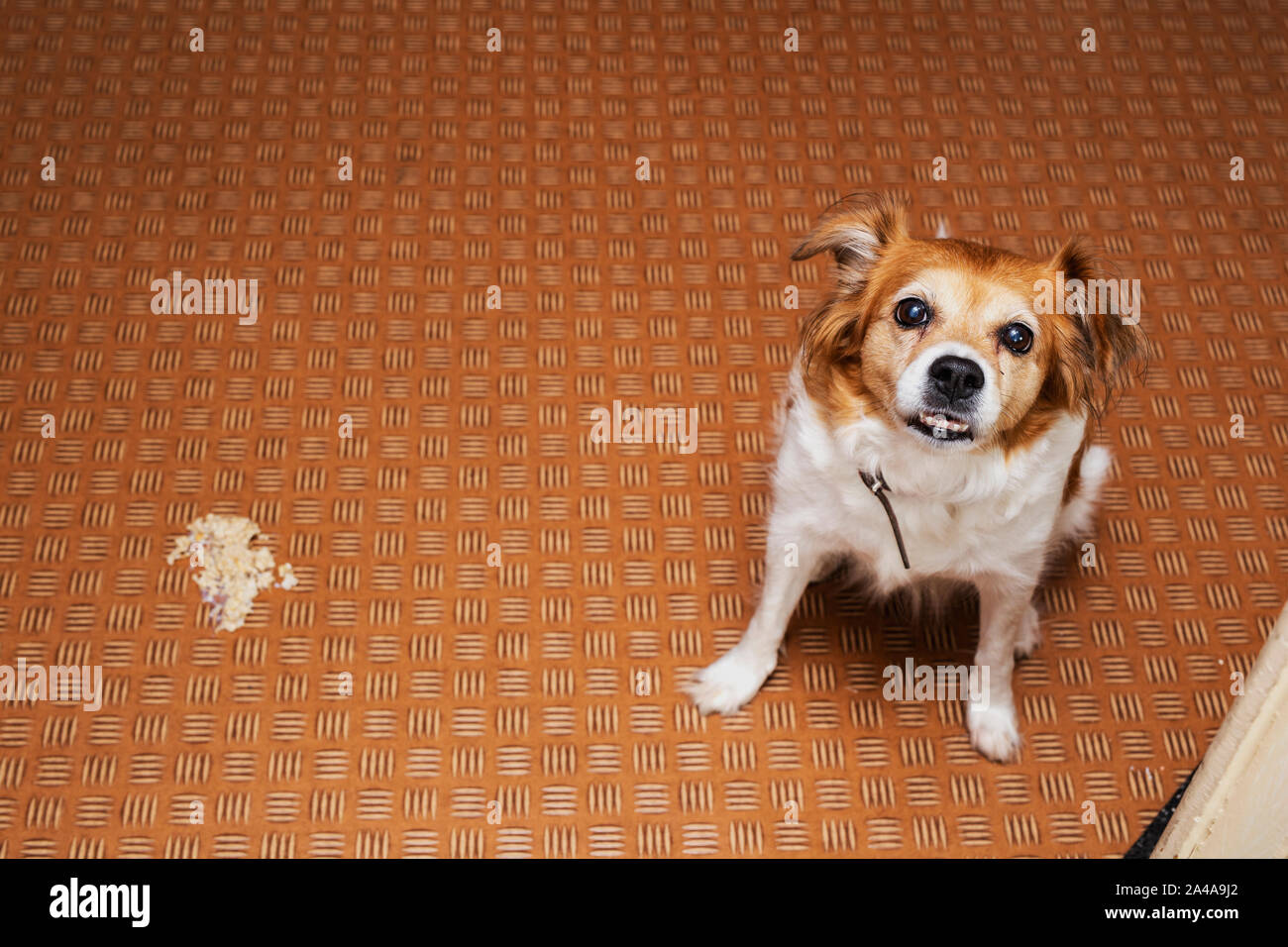 Animal vomit hi-res stock photography and images - Alamy