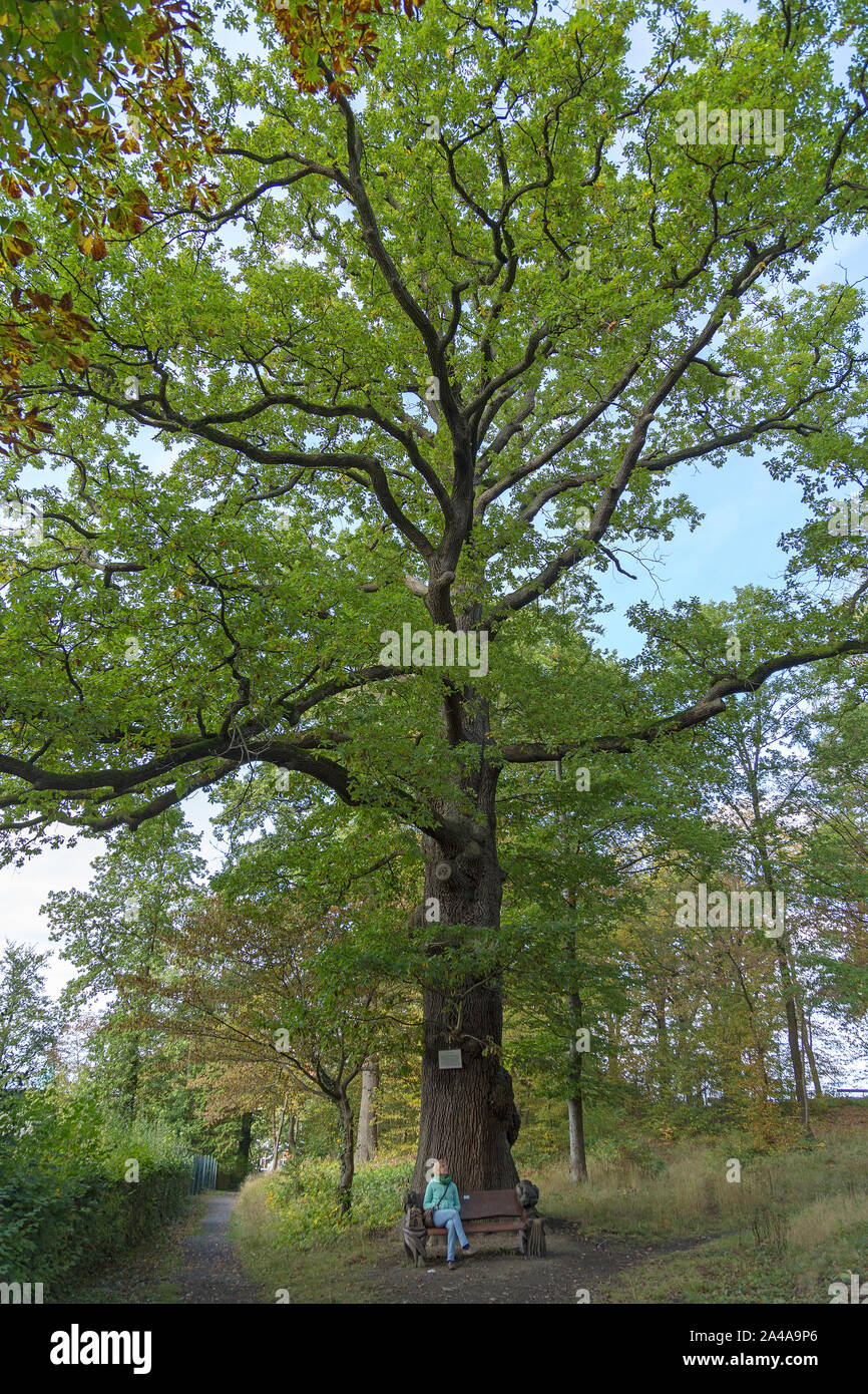 400 year old oak tree, Eichholz, Arnsberg, Sauerland, Northrhine ...