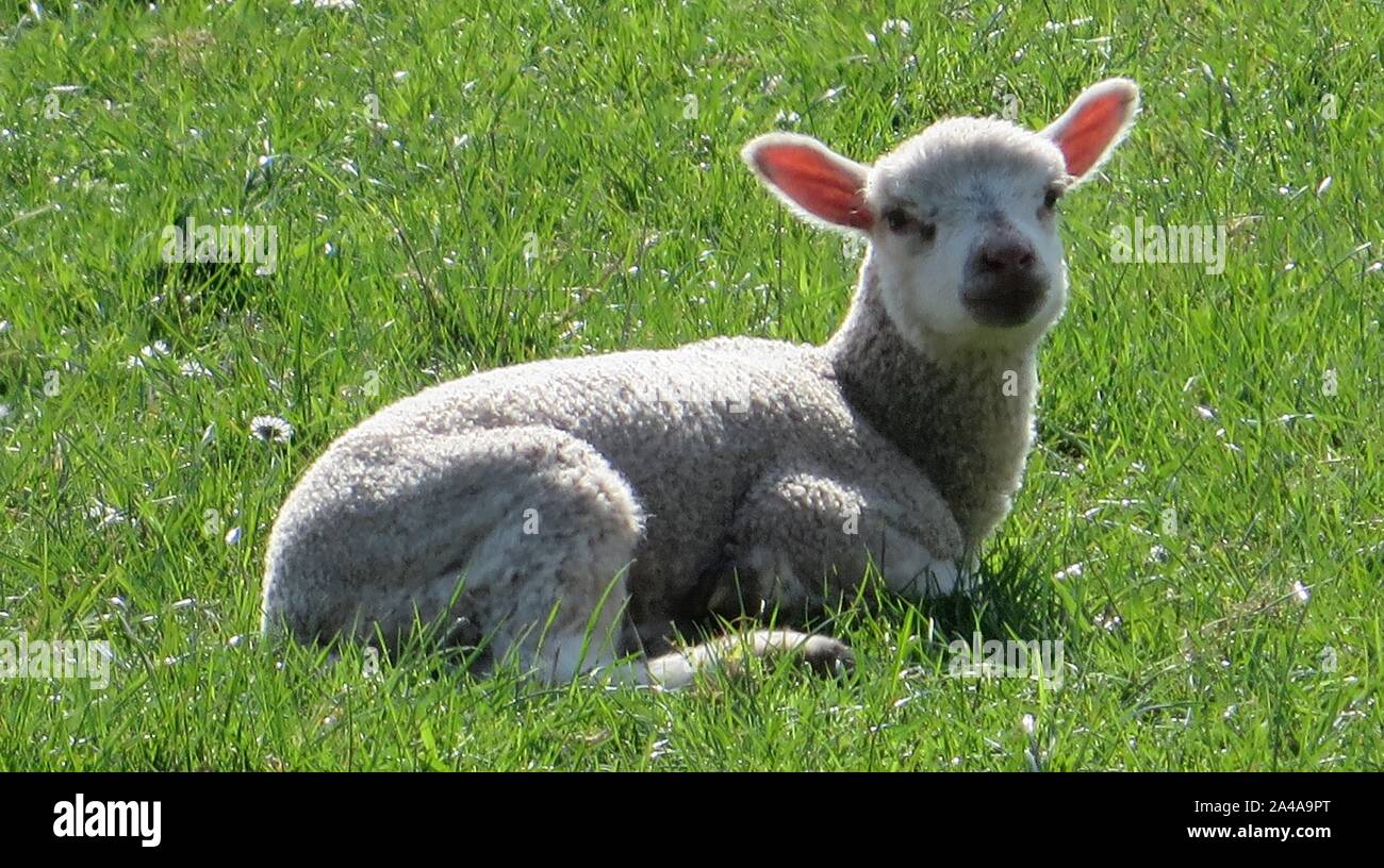 Cardinham castle hi-res stock photography and images - Alamy