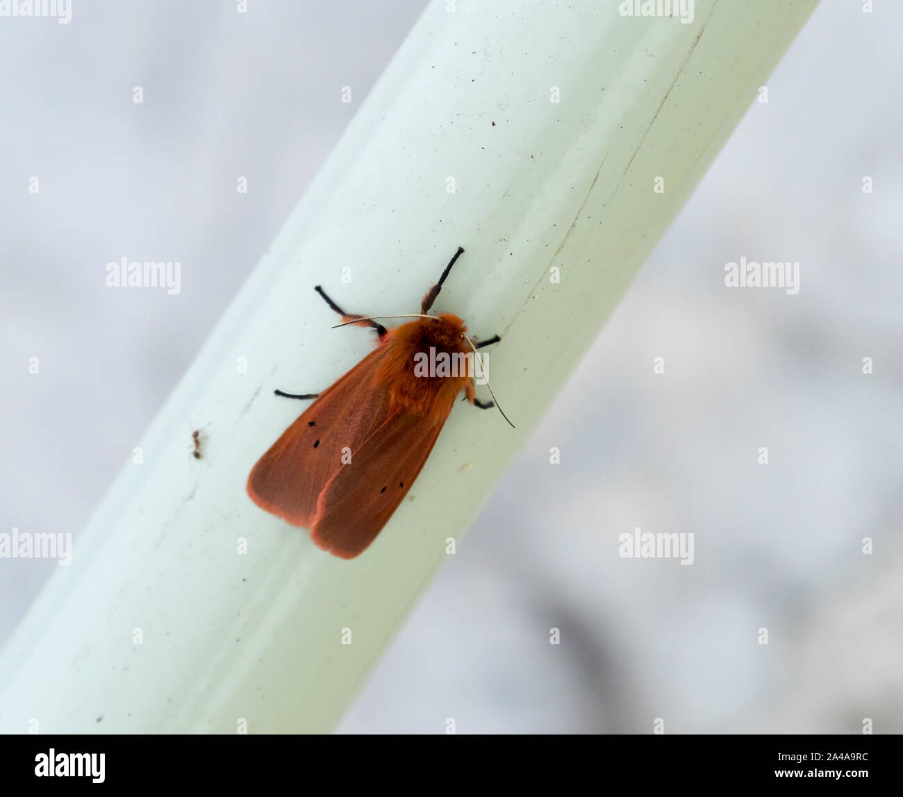 Reddish moth hi-res stock photography and images - Alamy