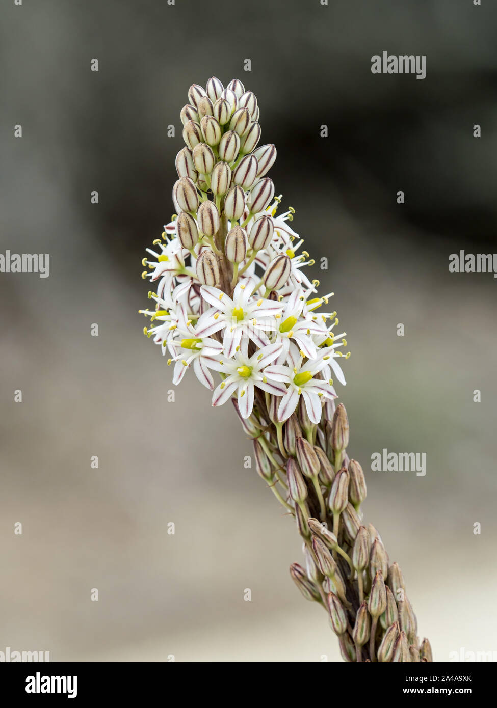 Asphodel in Andalucia, Spain Stock Photo - Alamy