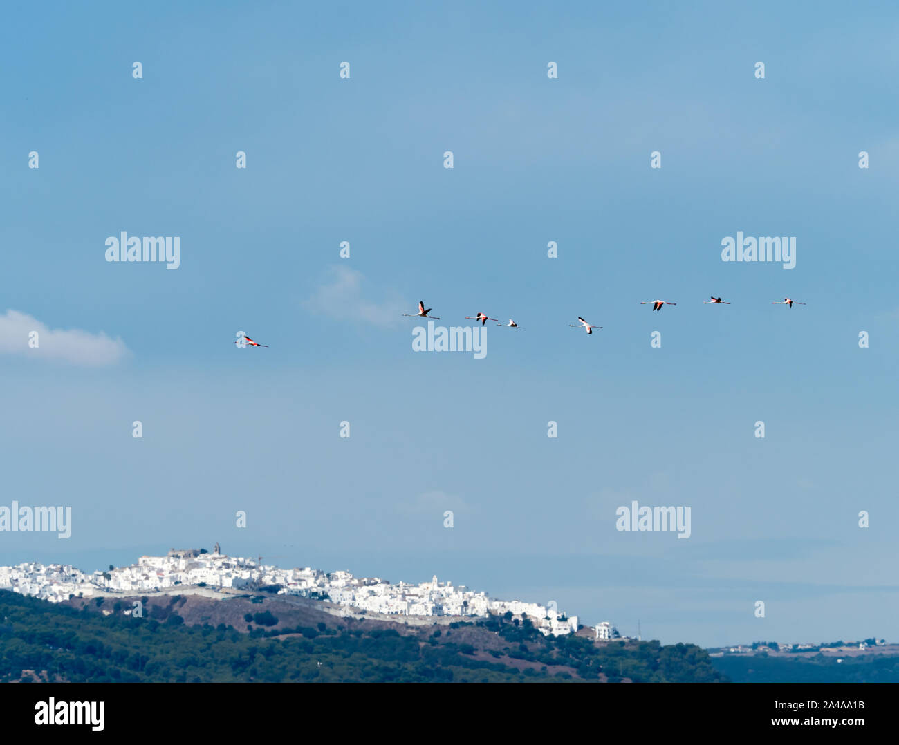 Greater Flamingos over Barbate Salt Pans in Andalucia, Spain, with ...