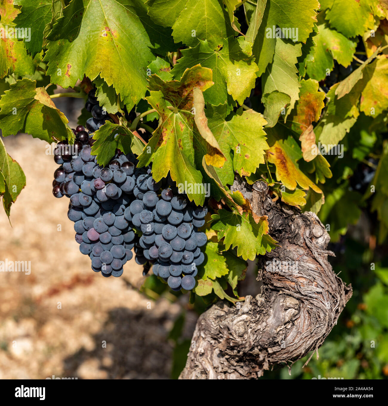 Grapes in vaucluse in provence hi-res stock photography and images - Alamy