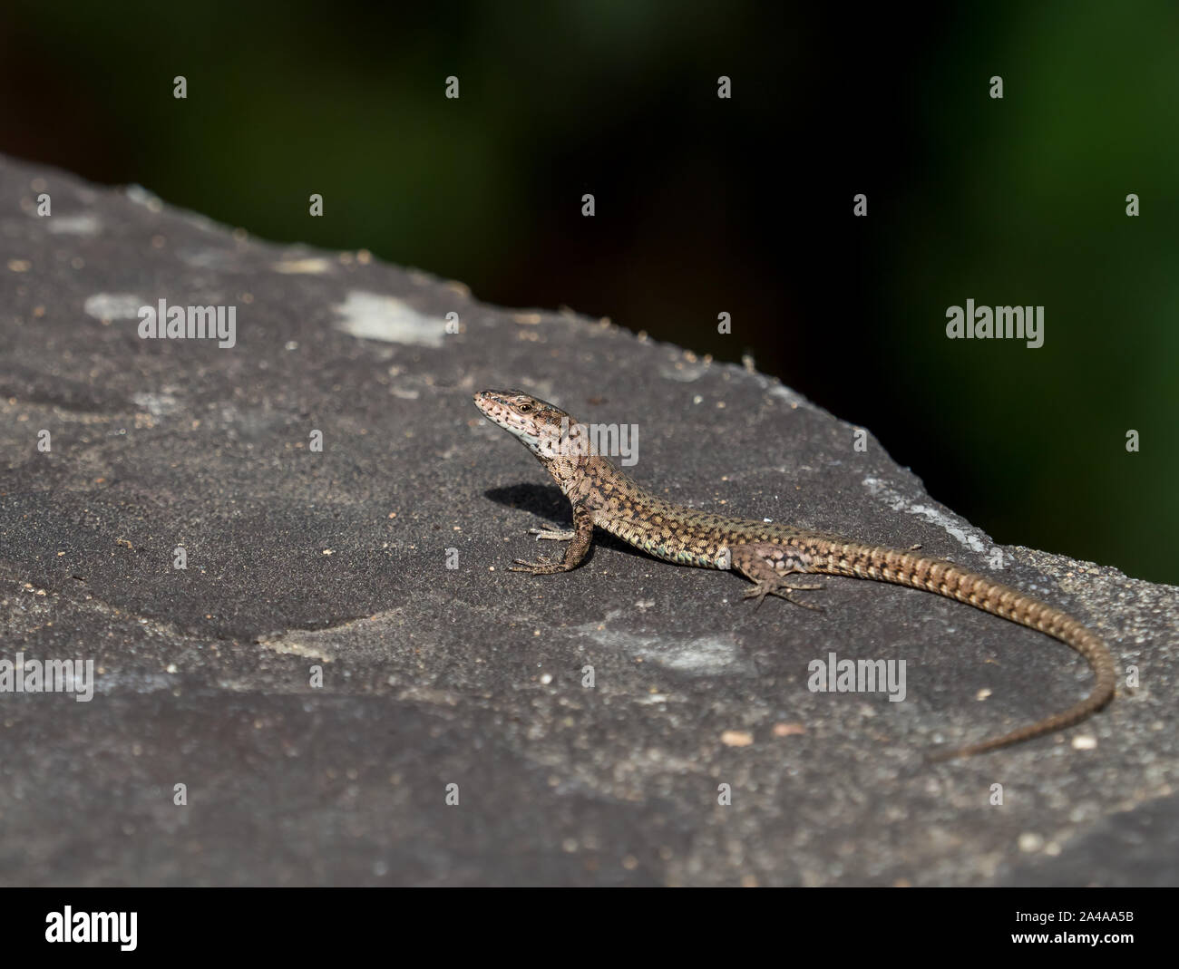 Wall climbing lizard hi-res stock photography and images - Alamy