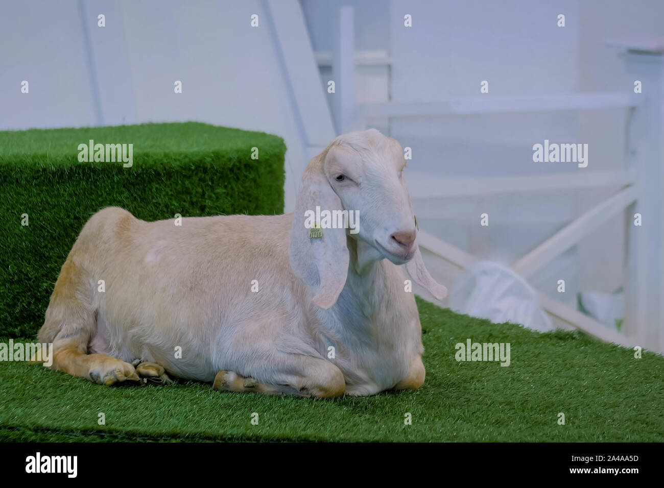 White goat lying on the artificial turf grass at agricultural animal ...