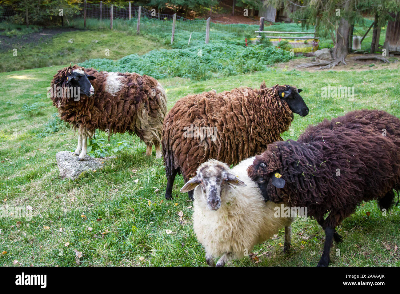 Waldschaf (forest sheep), an old endangered sheep breed from the area ...