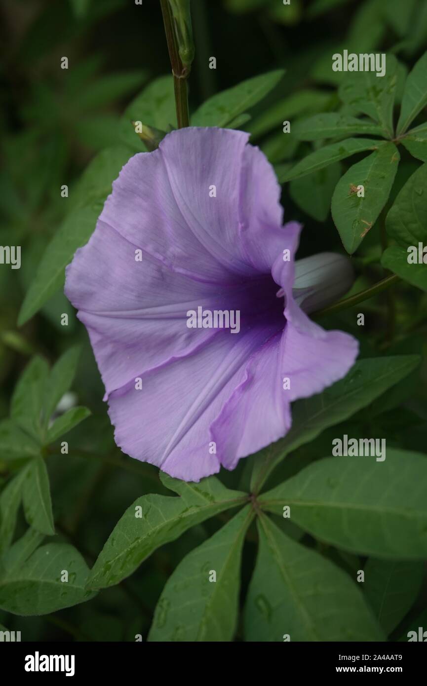 Morning Glory at Genting Sempah Stock Photo - Alamy