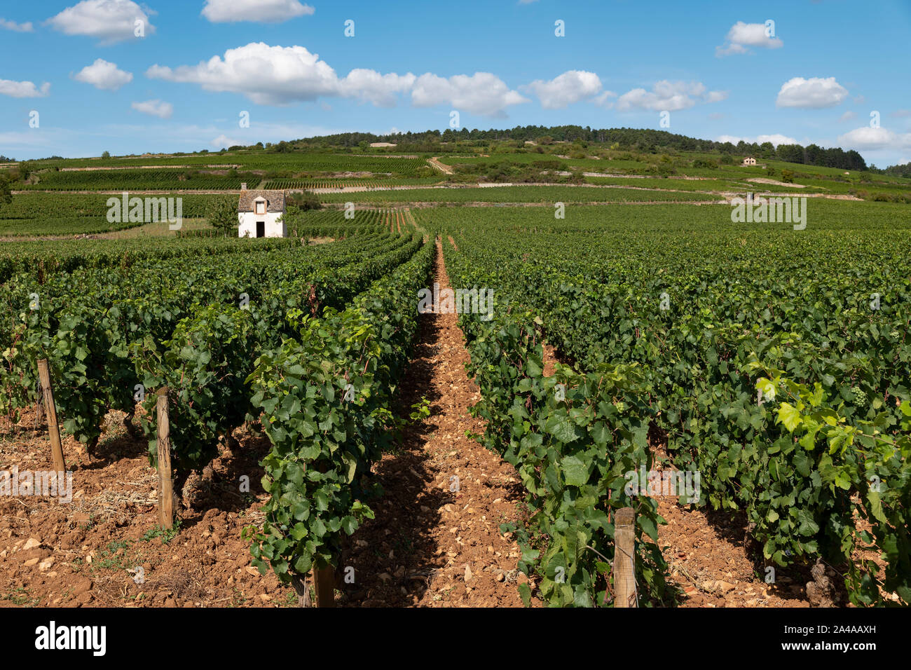 Vineyard in the Cote de Beaune, Burgundy, France Stock Photo - Alamy