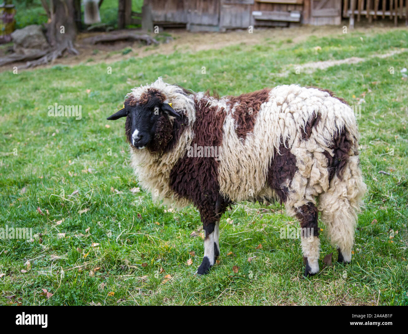 Waldschaf (forest sheep), an old endangered sheep breed from the area ...