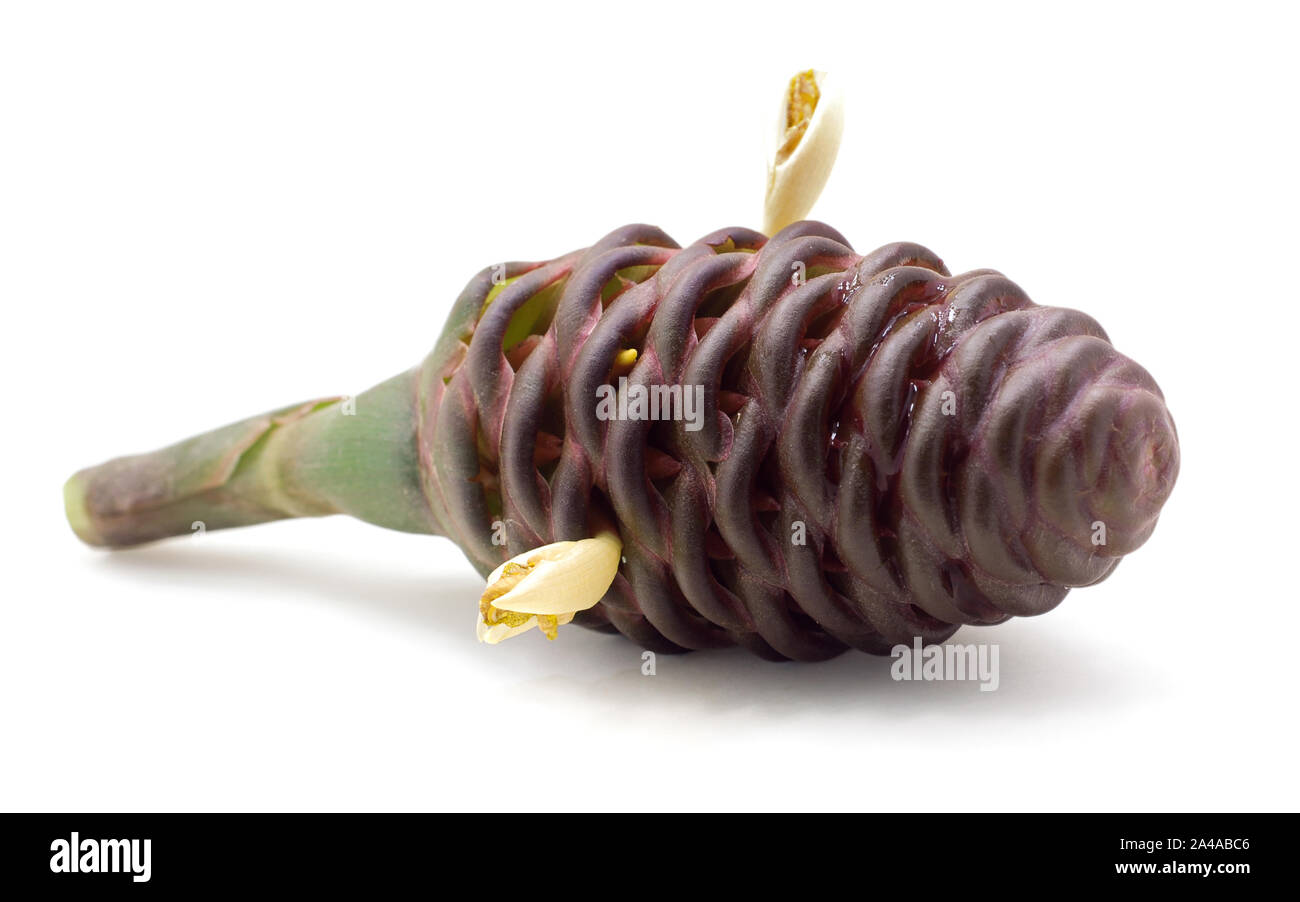 Zingerone Cut Out Stock Images & Pictures - Alamy