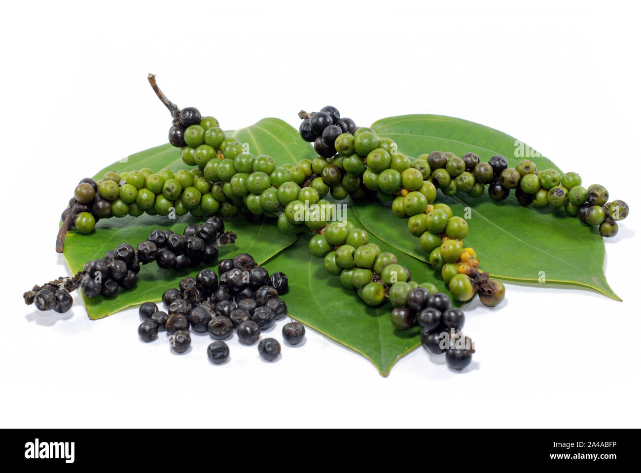 Fresh green piper nigrum isolated on white background Stock Photo - Alamy