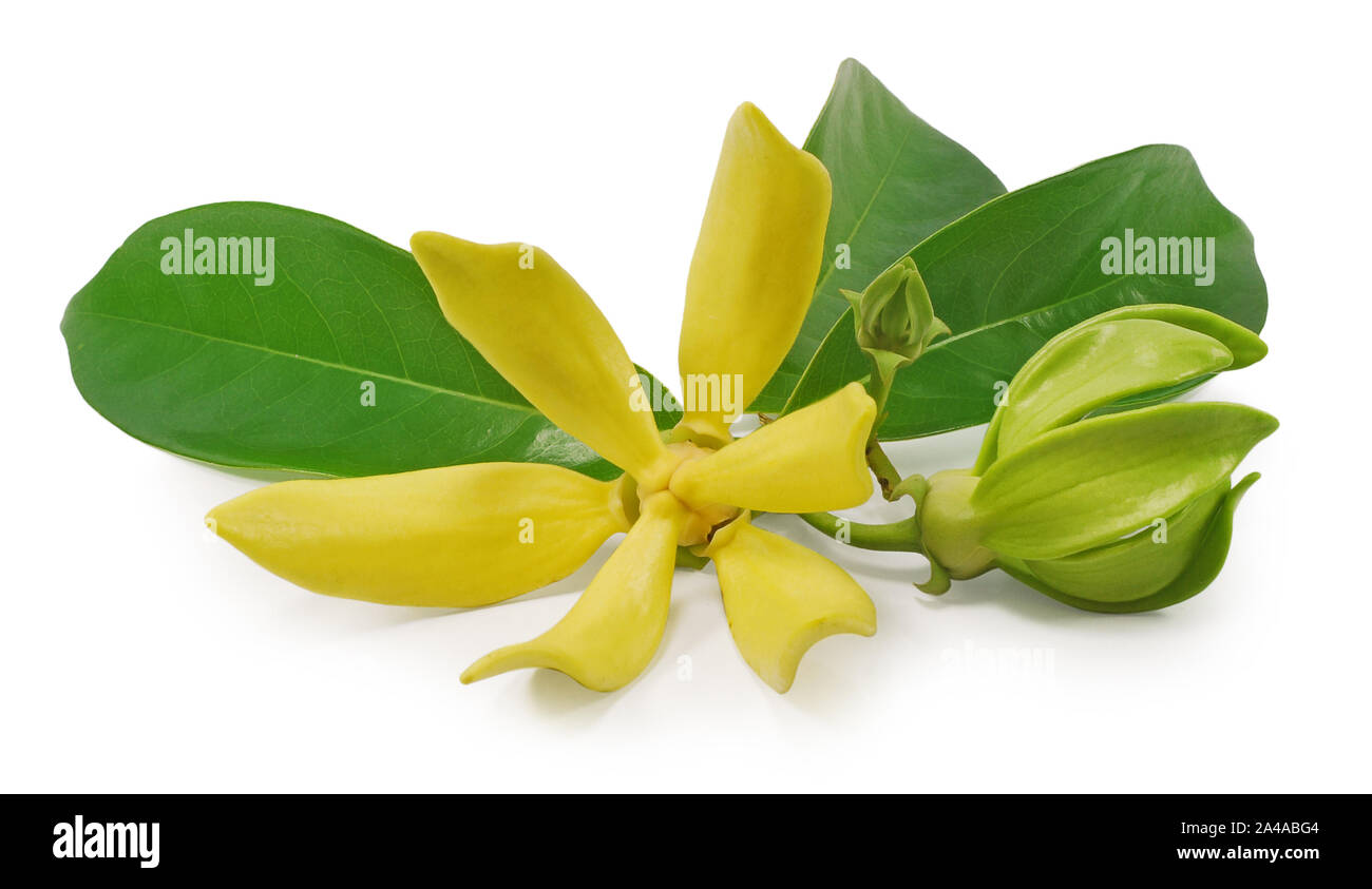 White champaca hi-res stock photography and images - Alamy