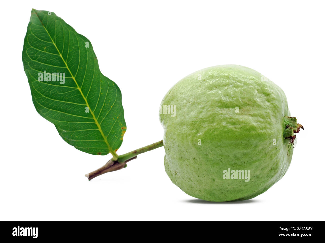 Fresh guava fruit isolated on white background Stock Photo - Alamy