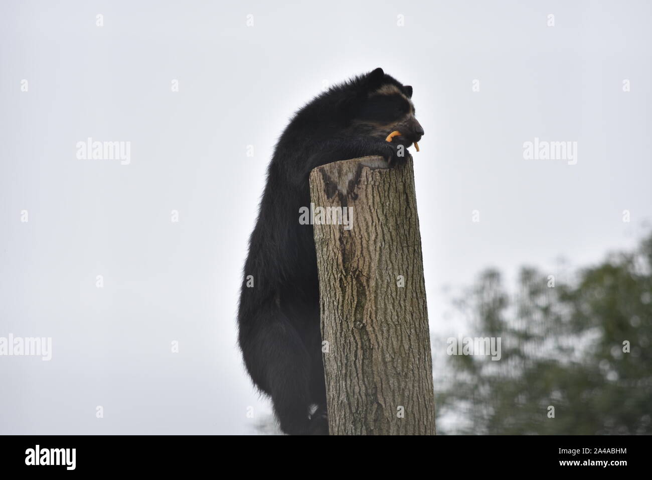 Spectacled bear tremarctos ornatus climbing hi-res stock photography ...