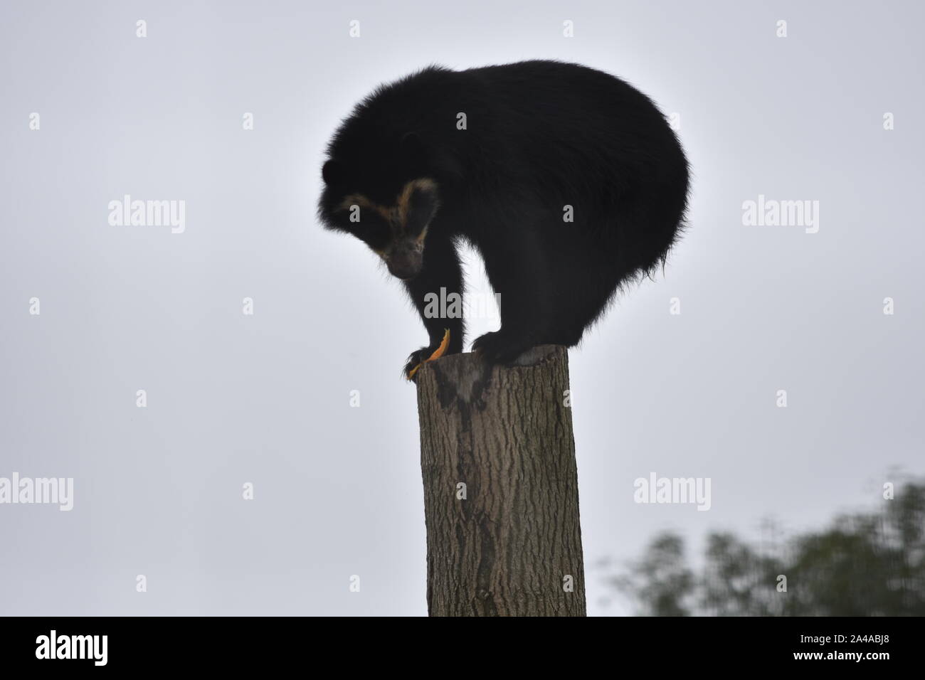 Spectacled bear tremarctos ornatus in tree hi-res stock photography and ...