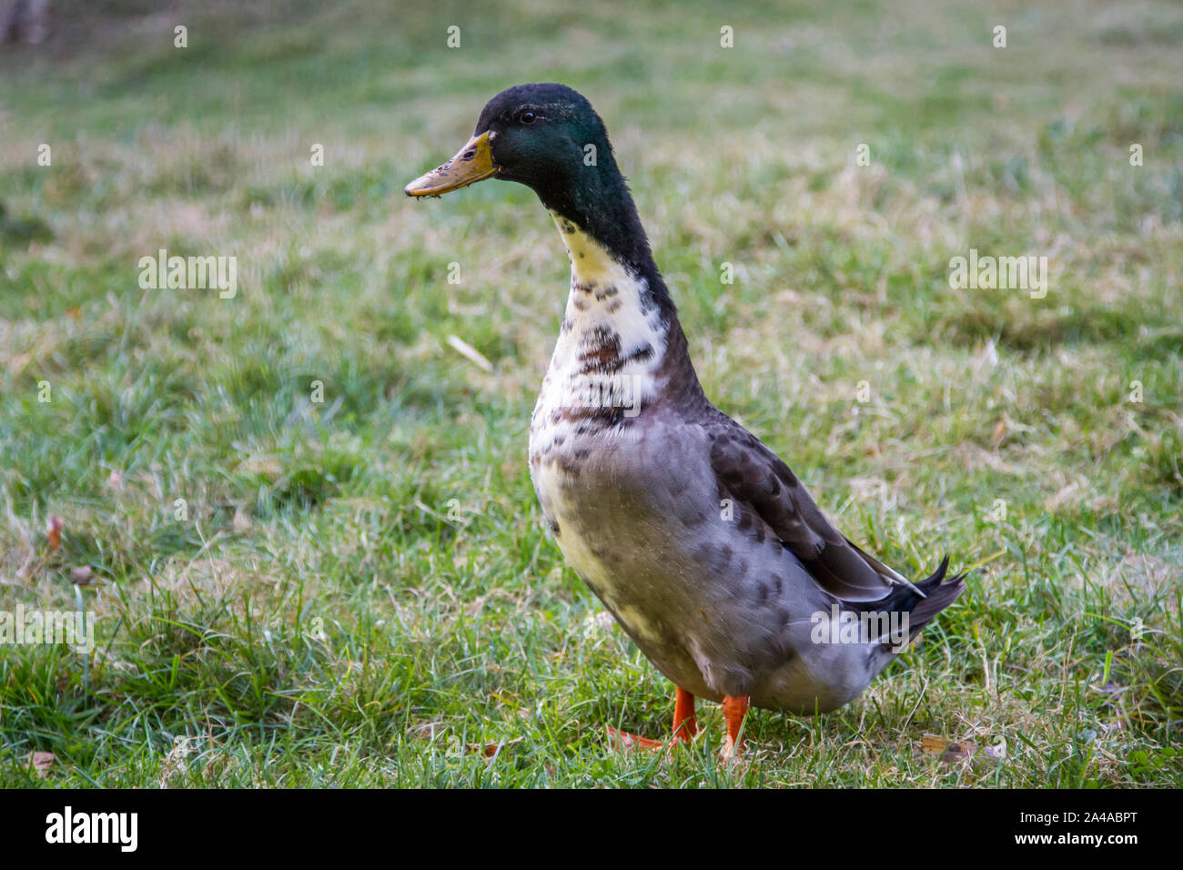 Male canard standing hi-res stock photography and images - Alamy