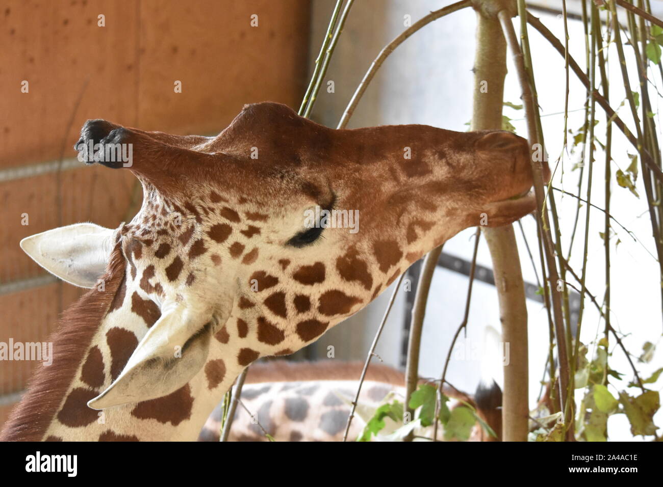 Giraffe Noah's Ark Zoo Stock Photo - Alamy