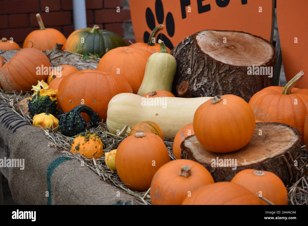 Pumpkin scene hi-res stock photography and images - Alamy