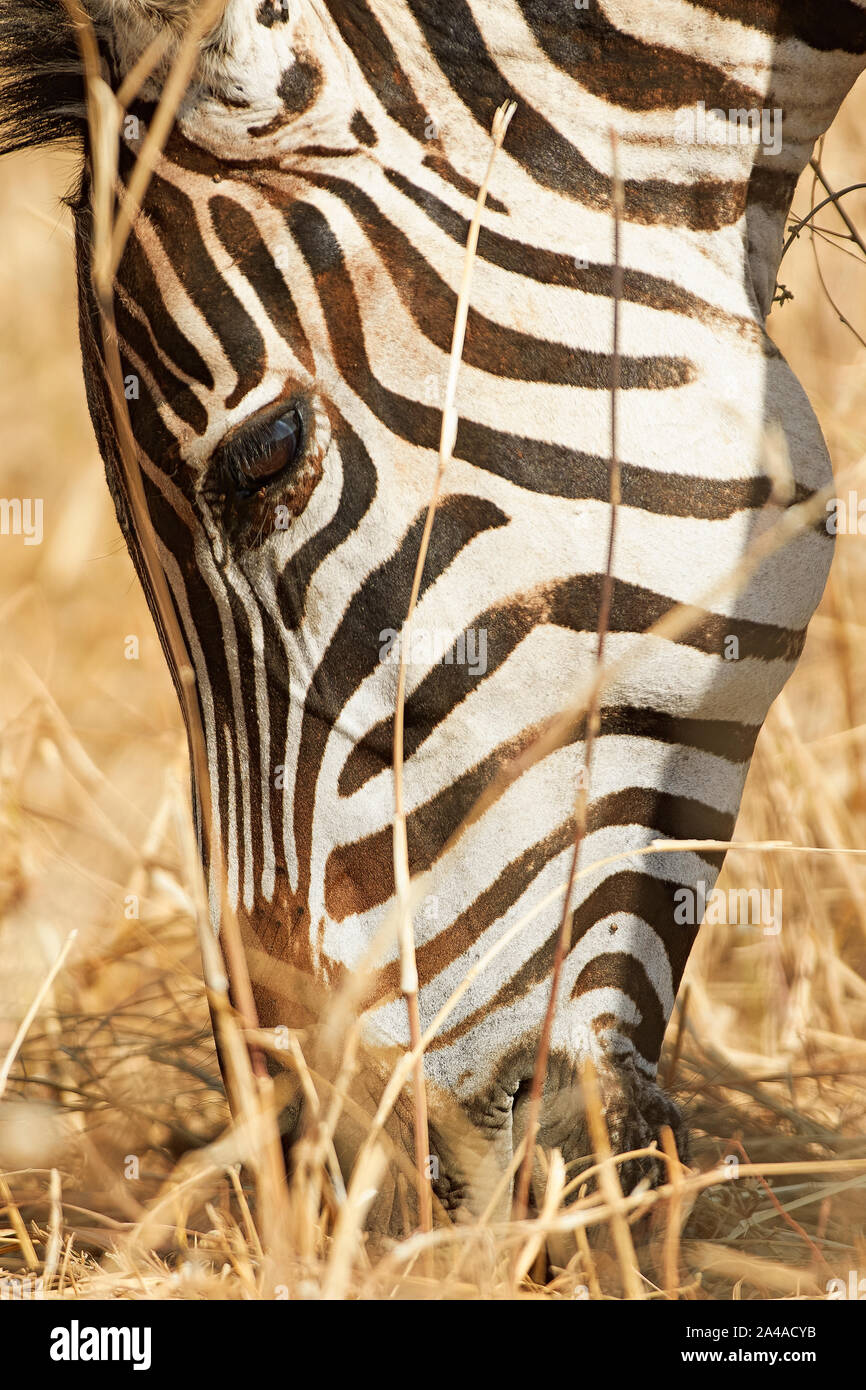 Zebra Eating Grass In The Wild
