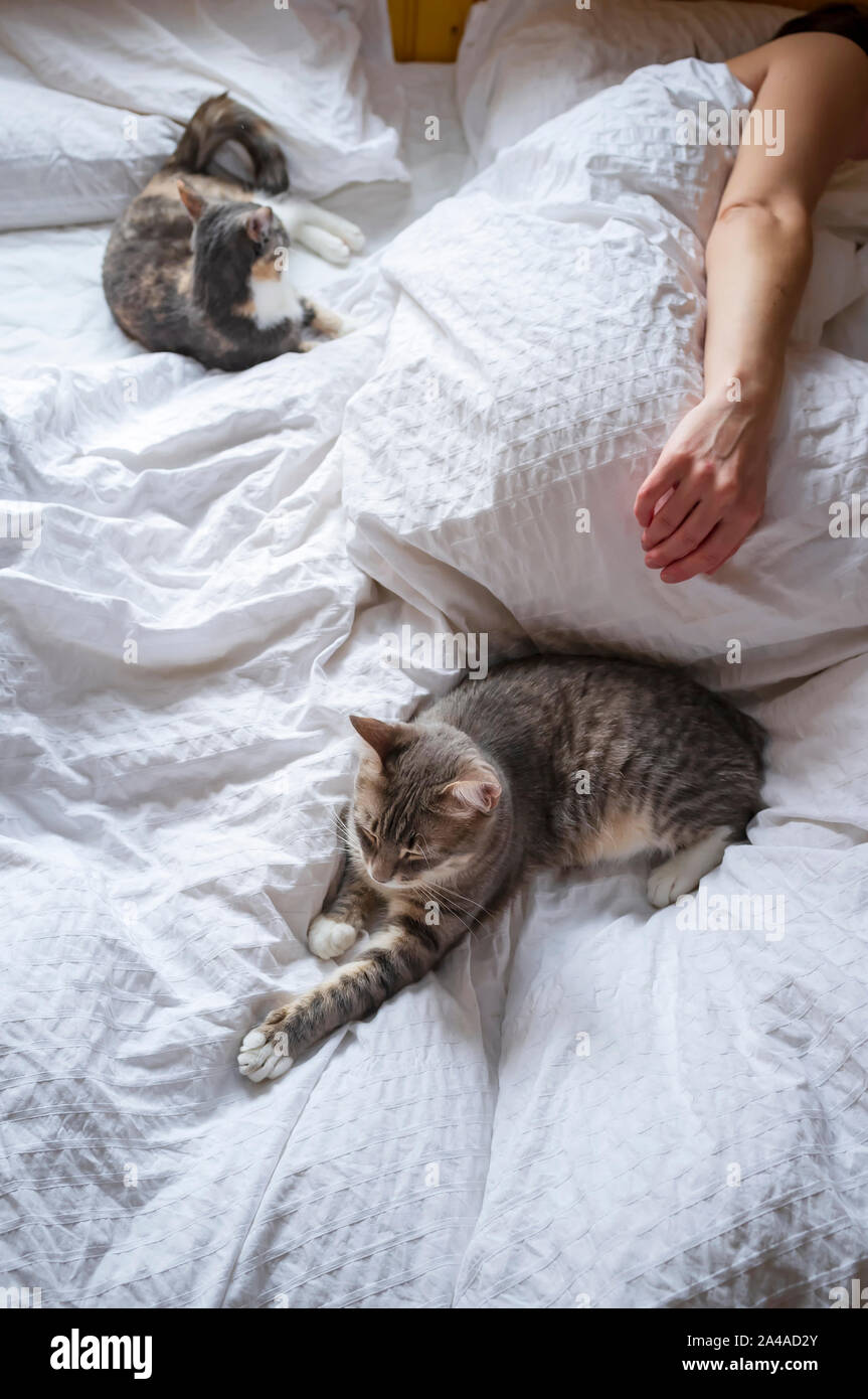 Cats Sleeping In Bed