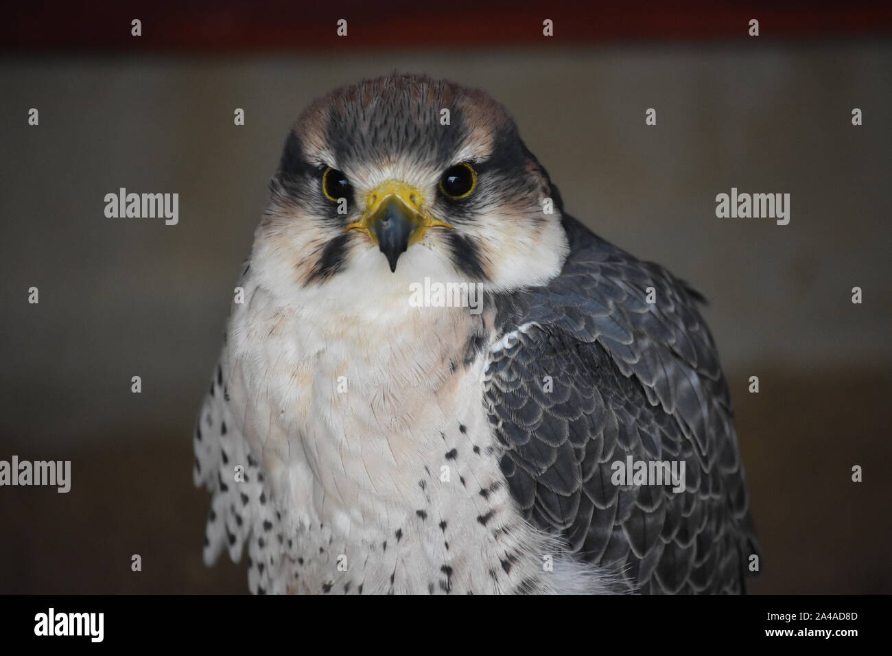 Peregrine lanner falcon hybrid hi-res stock photography and images - Alamy