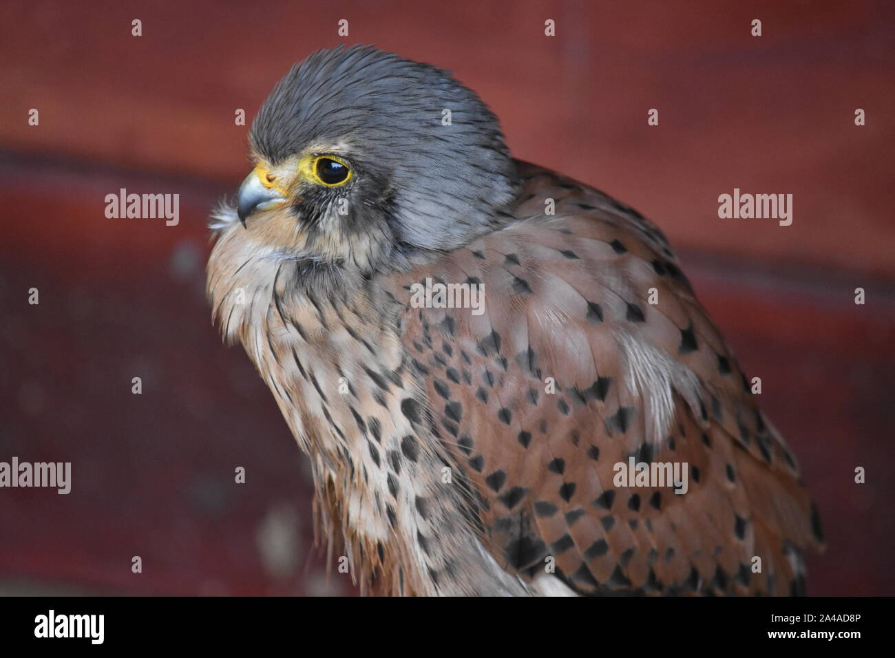 Detailed kestrel hi-res stock photography and images - Alamy