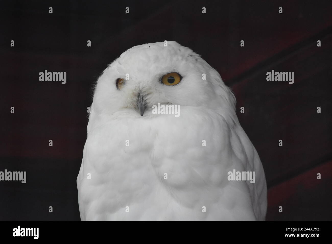 Snowy owl profile Stock Photo - Alamy