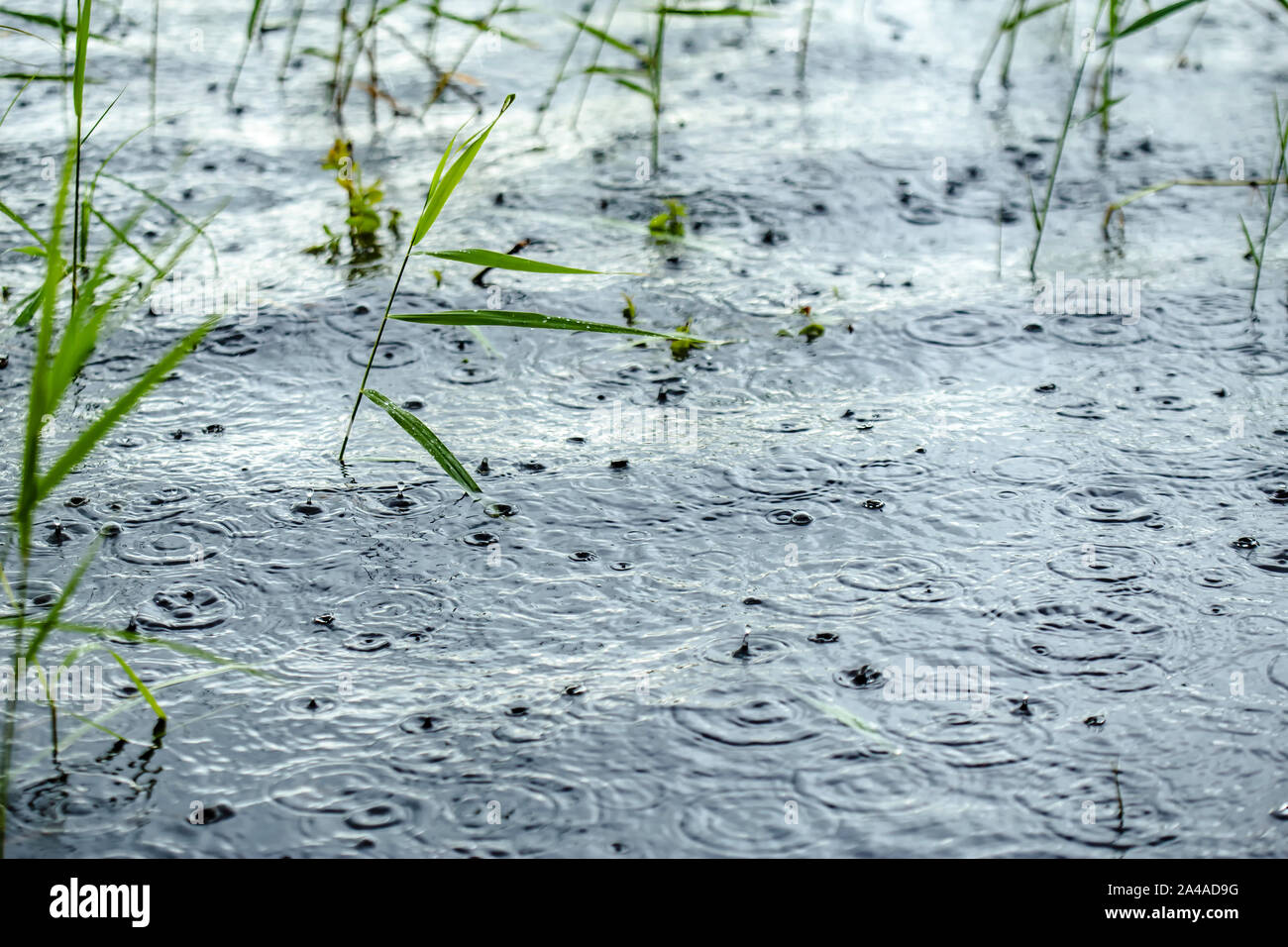 water splashes, ripples and circles on the surface of a lake with reeds ...