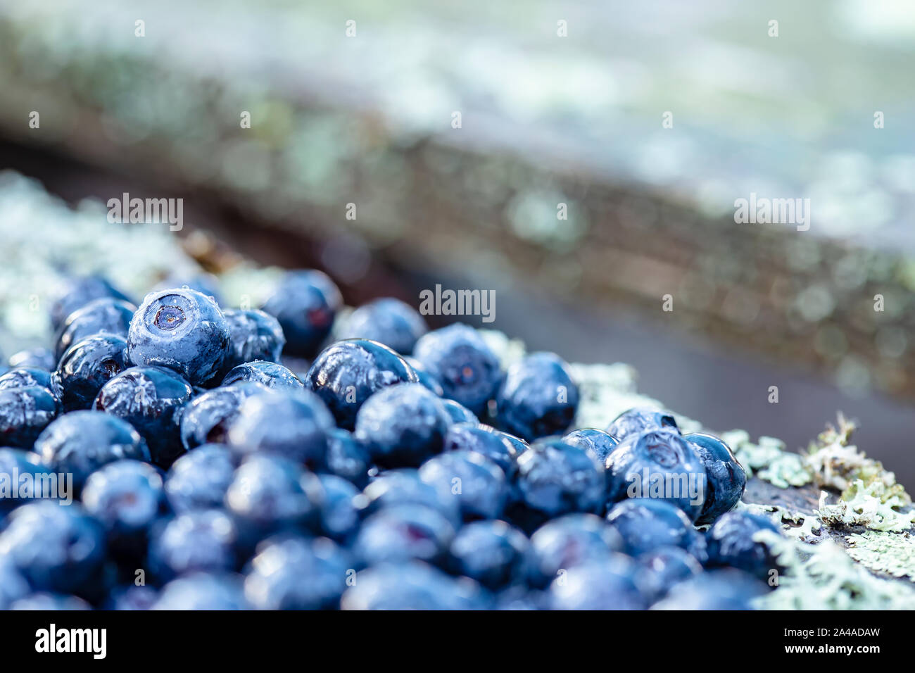 Beautiful bunch of fresh blueberries hi-res stock photography and ...