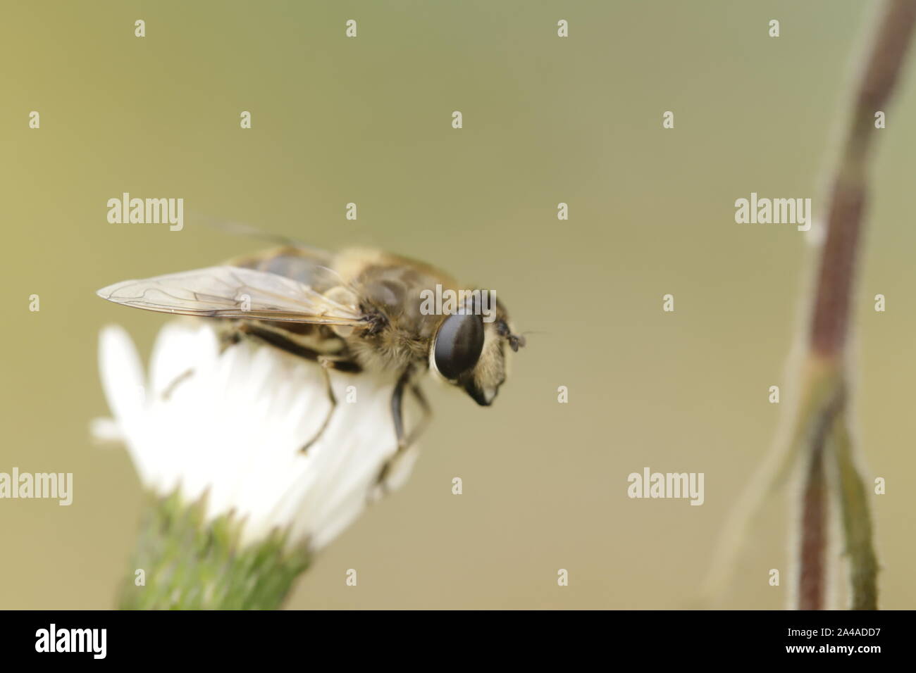 Syrphidae or hover fly, looks like a fake bee or wasp Stock Photo - Alamy