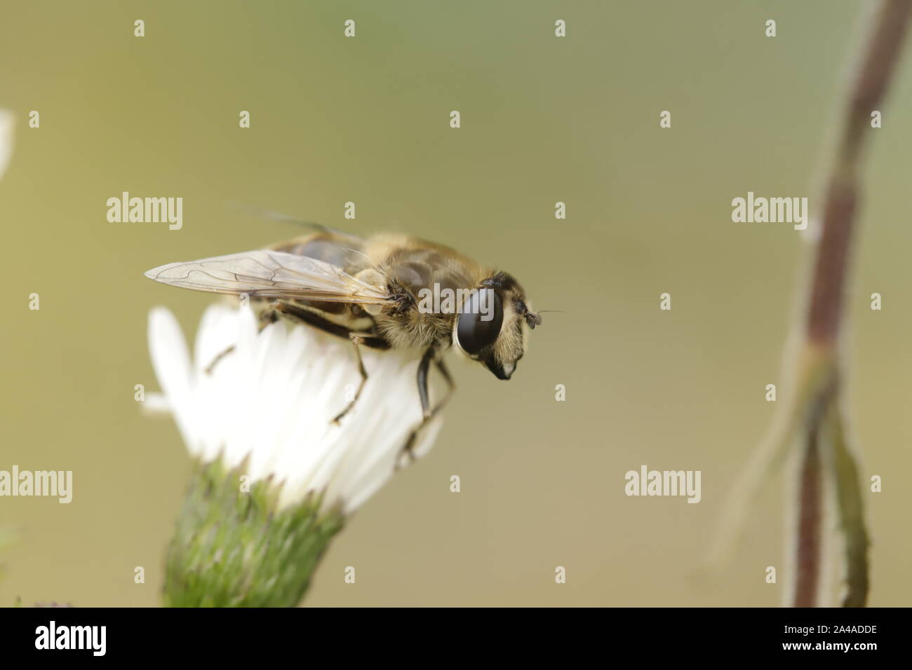 Syrphidae or hover fly, looks like a fake bee or wasp Stock Photo - Alamy