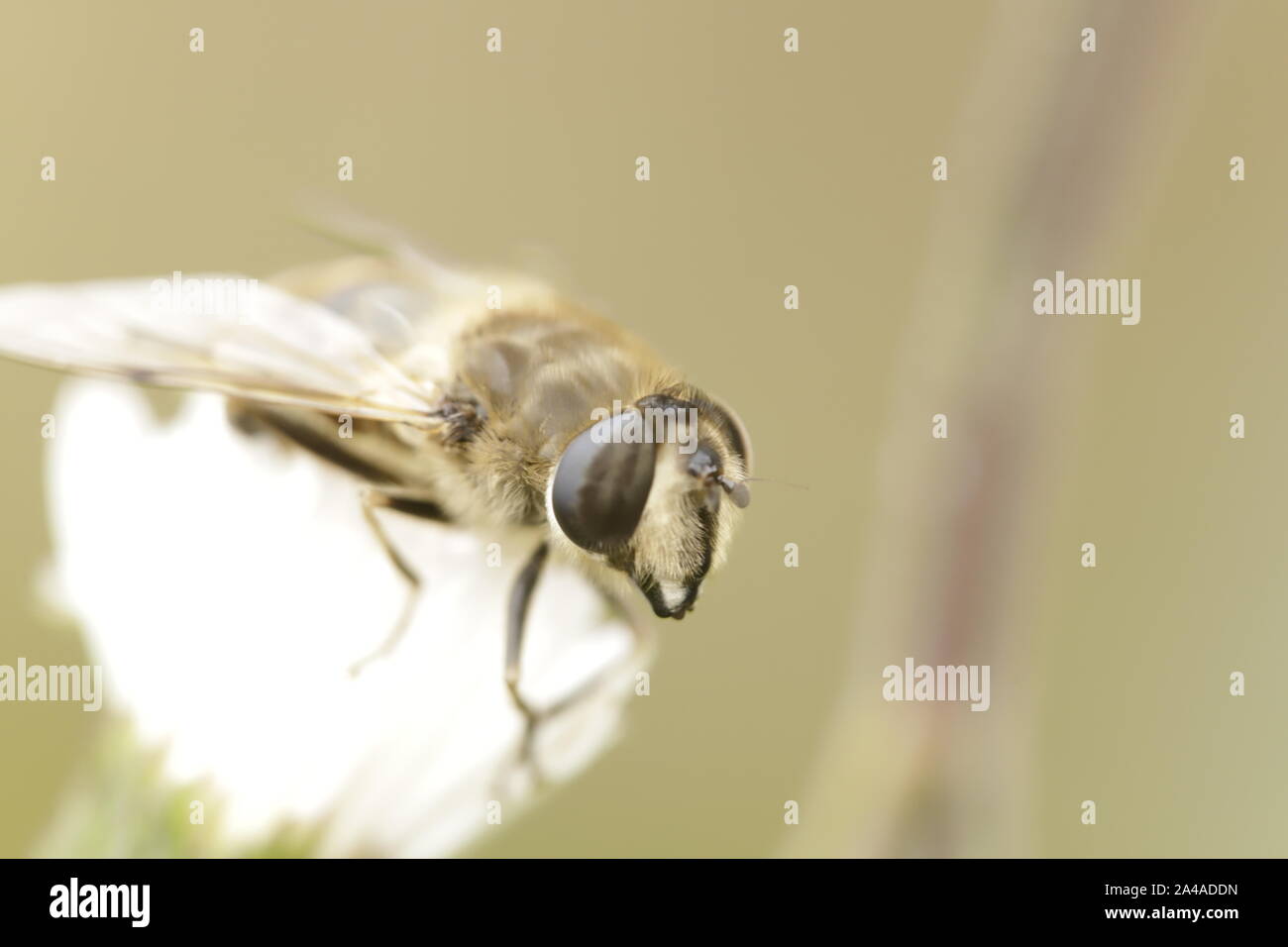 Syrphidae or hover fly, looks like a fake bee or wasp Stock Photo - Alamy