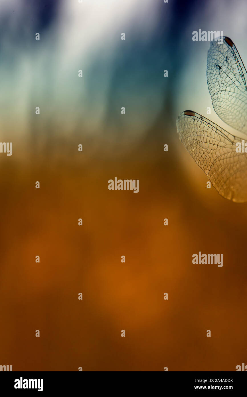 Large dragonfly flying hi-res stock photography and images - Alamy