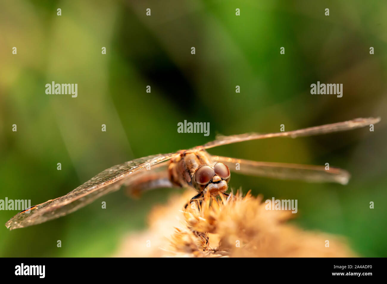 A beautiful, large dragonfly sits on a plant, against a blurred ...