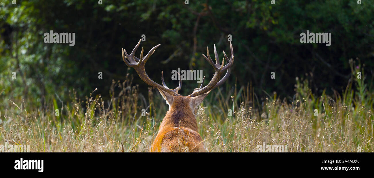 Ciervo a hi-res stock photography and images - Alamy