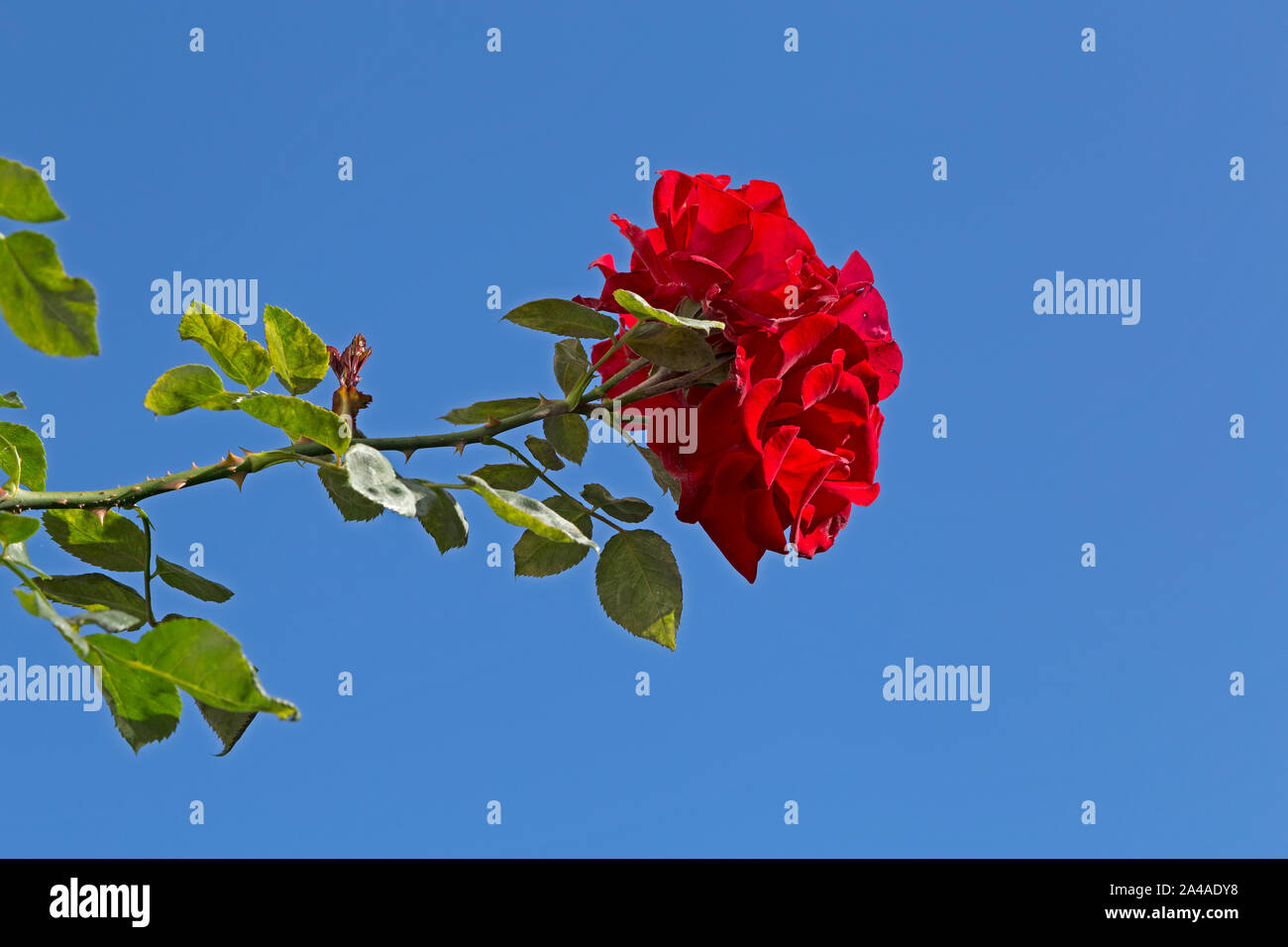 Rosa blumen hi-res stock photography and images - Alamy