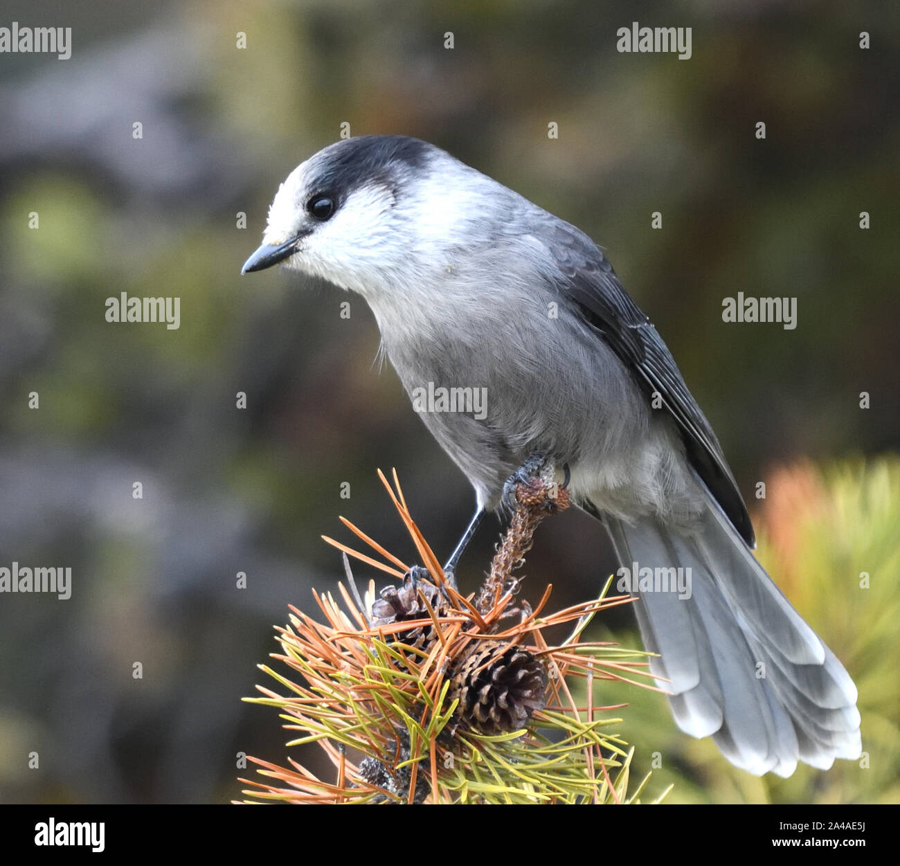 A Gray Jay or Canada jay (Perisoreus canadensis) perches in a conifer ...