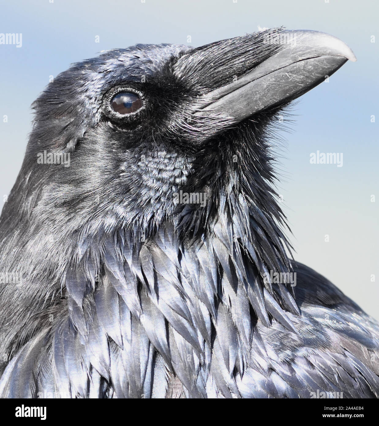 Raven close up hi-res stock photography and images - Alamy