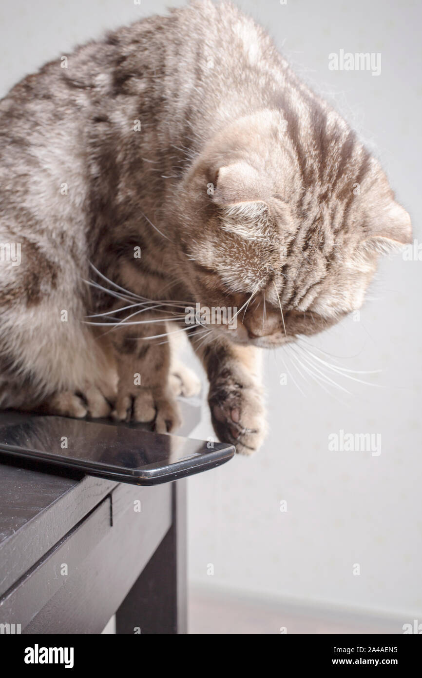 Cat is going hi-res stock photography and images - Alamy
